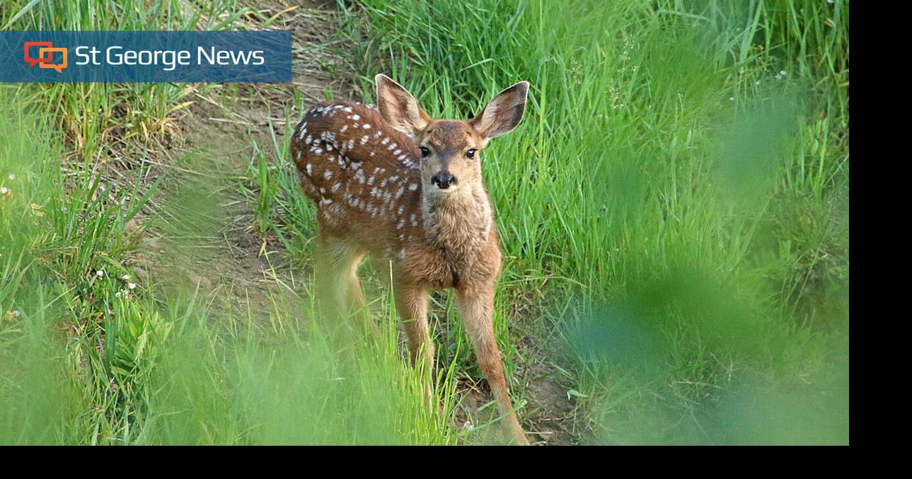 Don’t pet that fawn: Utah wildlife agency reminds outdoor enthusiasts ...