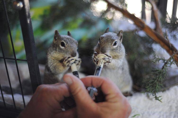 Love them or hate them: Squirrel Appreciation Day is coming up | Life ...