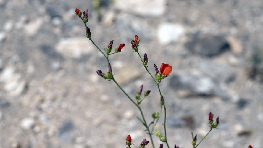 Endangered Southern Utah flower unique despite not standing out in the ...