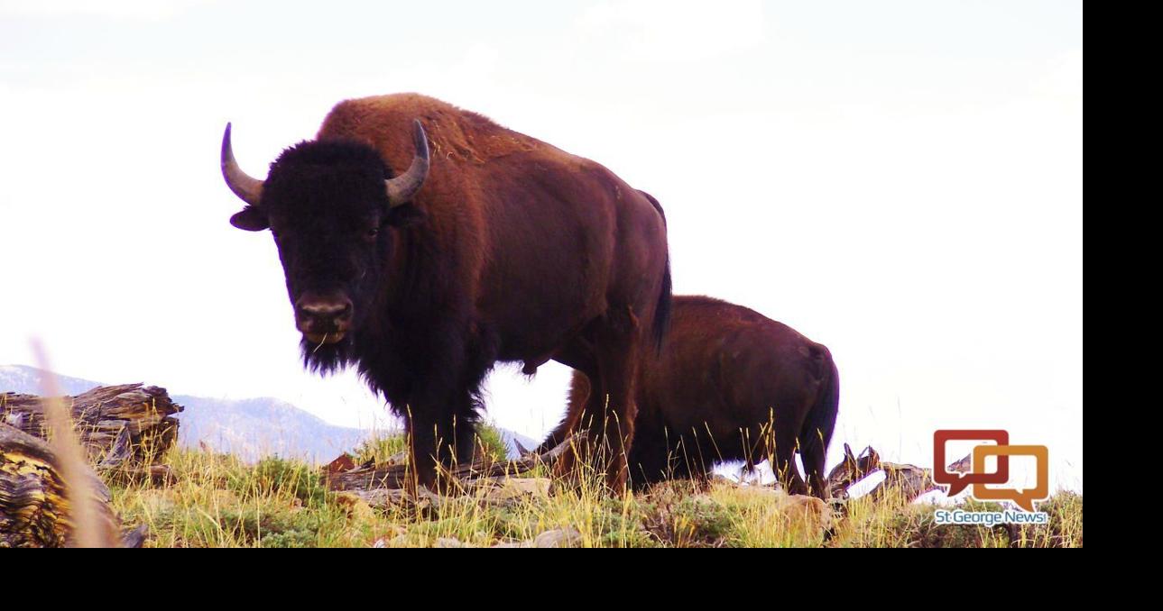 Rare, genetically-pure bison found in Utah’s Henry Mountains ...