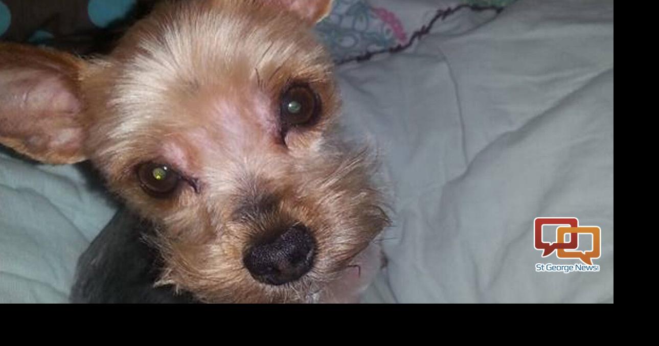 Neighbor pleads guilty to killing St. George family’s 2-pound Yorkie ...