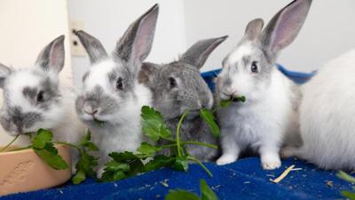Hop into Easter with bunny tales and tips from Kanab's Best Friends ...