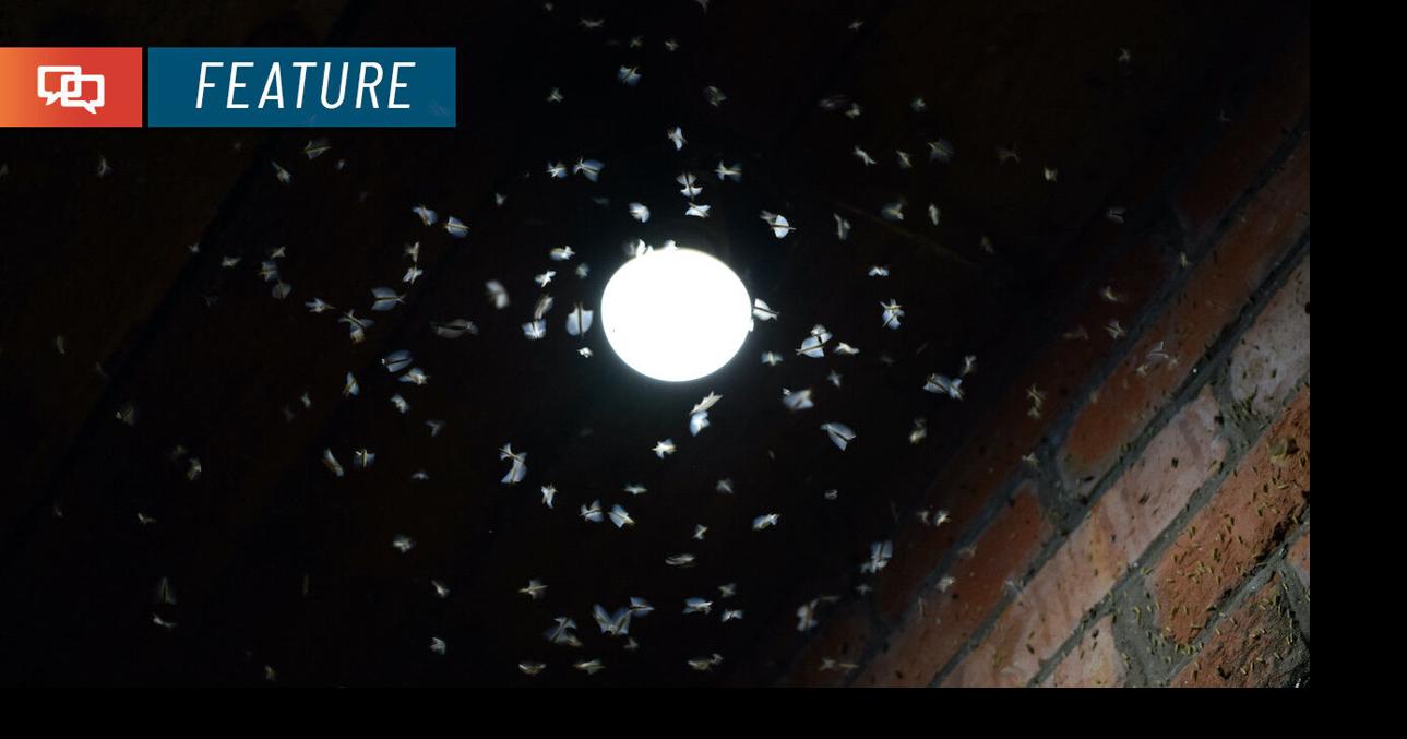 The surprising reason why insects circle lights at night | Local News ...