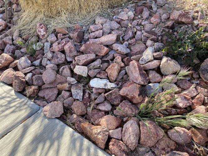 Considering both cost and efficacy, cheatgrass removal and rangeland ...