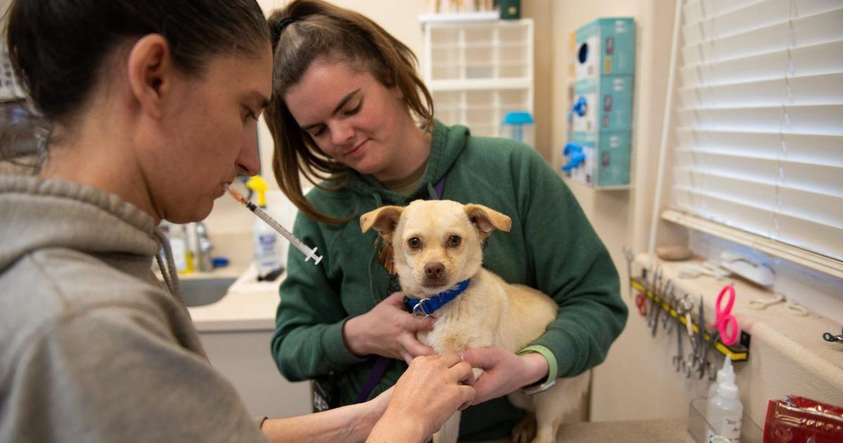 Best Friends Animal Sanctuary in Kanab rescues 27 uncared for cats and ...