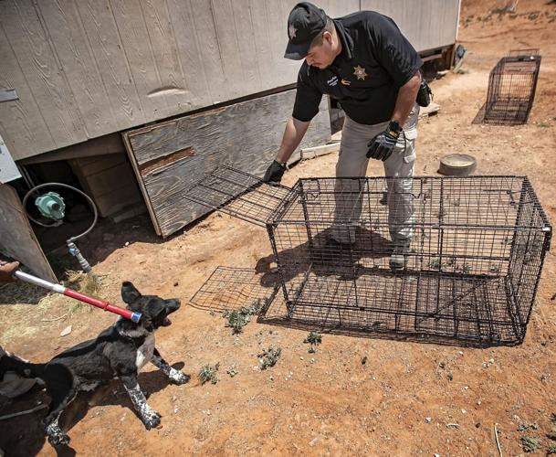 Teen’s death highlights free-roaming dogs on tribal land | Life ...