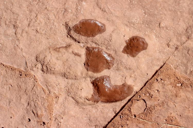 Enforcing the law, protecting resources: A day in the life of a BLM ...