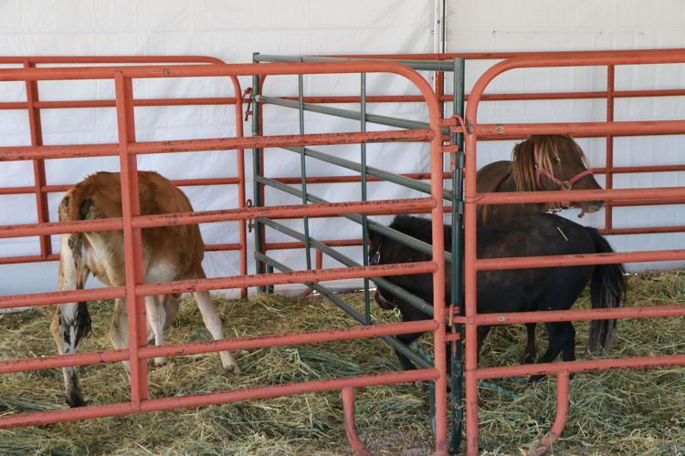 Iron County Fair in full swing through Labor Day weekend; photo gallery ...