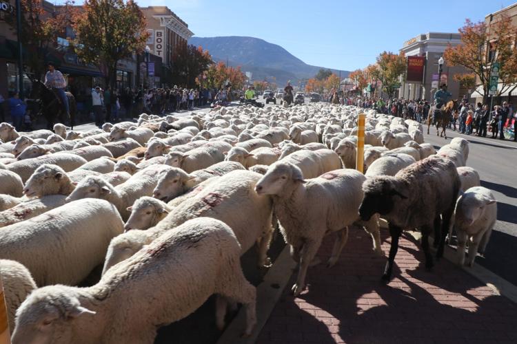 Video, photo gallery: Cedar City’s annual sheep parade | Events ...