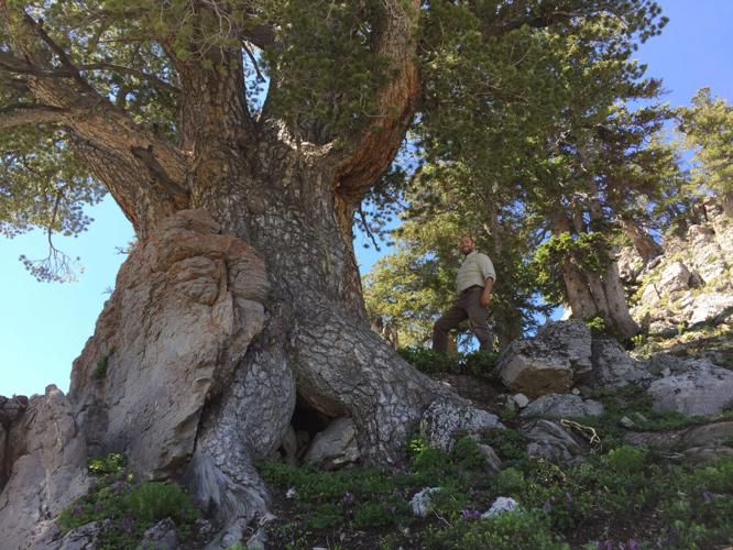Hunting hidden giants: The search for Utah’s biggest trees takes ...
