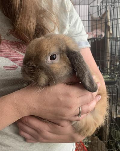 As a St. George rabbit rescue heads toward closure, dozens of rabbits ...