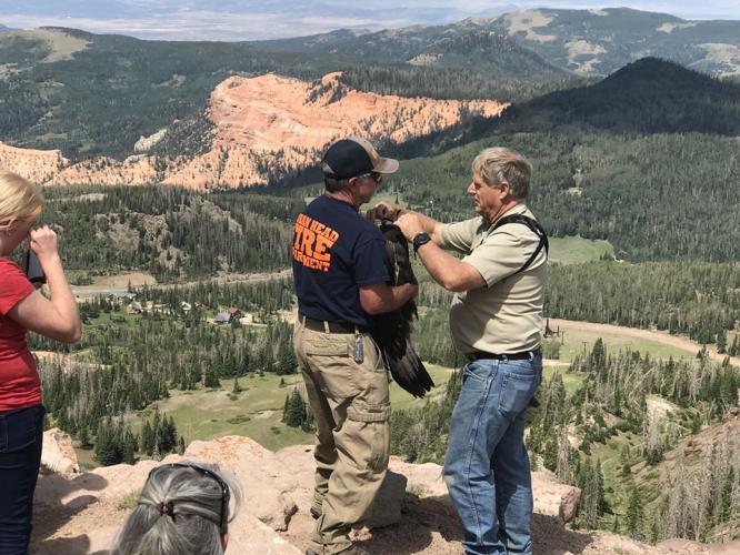 Golden eagle carries prayers to the heavens after Brian Head Fire ...