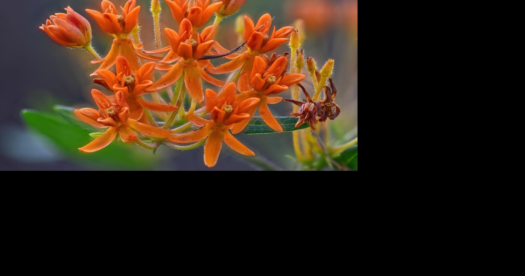 Why you should mark the location of late-emerging perennials | Home and ...