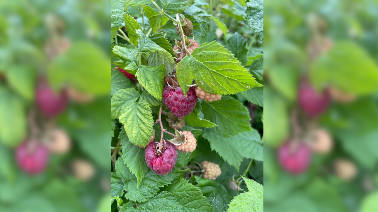 Boost your raspberry harvest with proper pruning | Life | stgeorgeutah.com