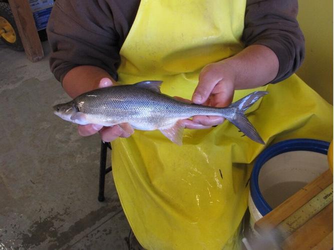 50th anniversary of Endangered Species Act: How DWR, partnering ...