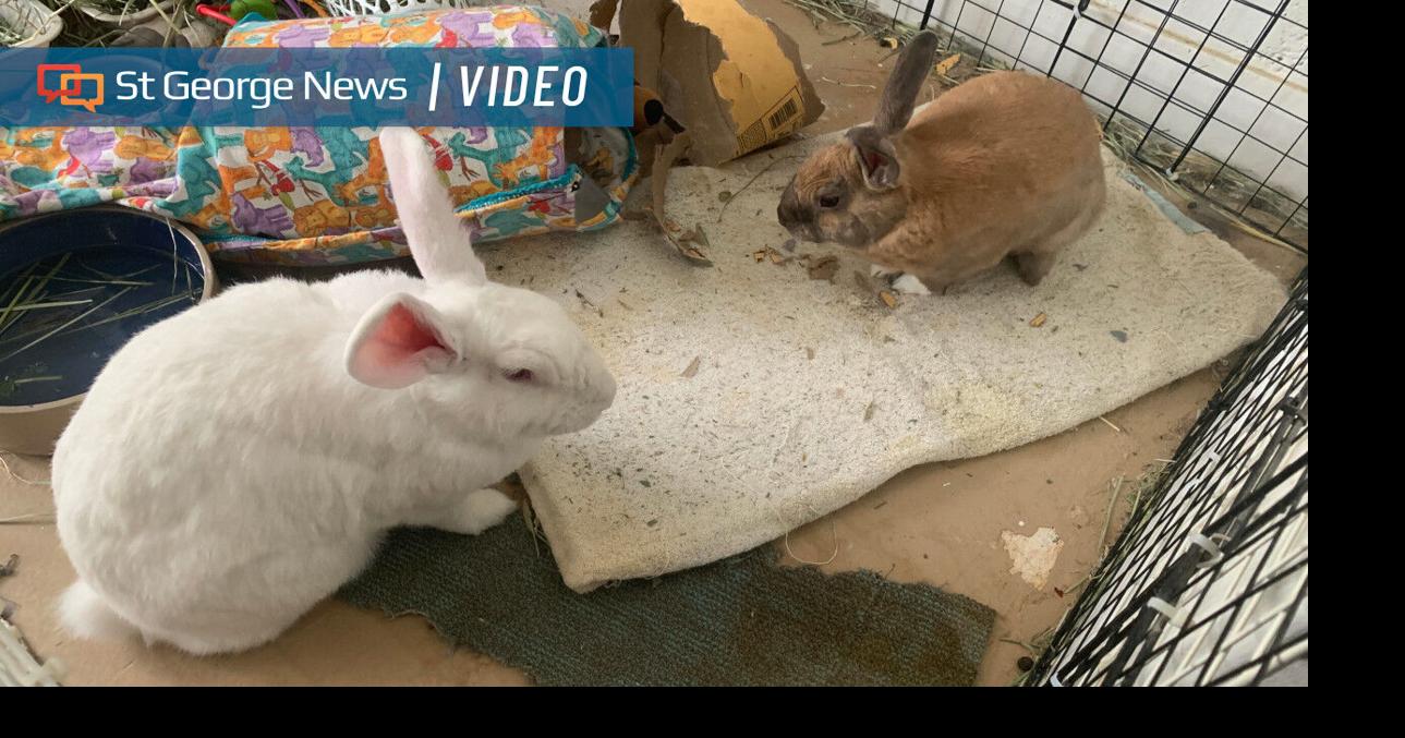 As a St. George rabbit rescue heads toward closure, dozens of rabbits ...