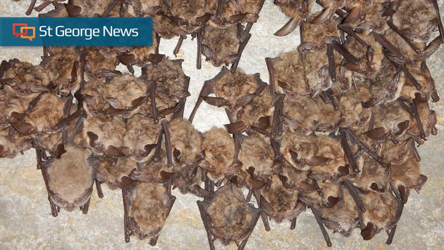 State health officials remind Utahns: Bats are out there, and so is ...