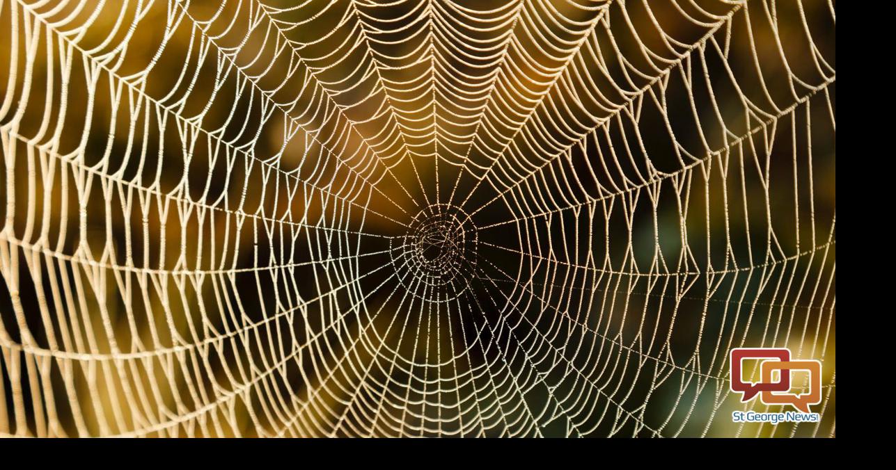 Lab-made spider-silk fabric, body parts being spun in Utah | Local News ...