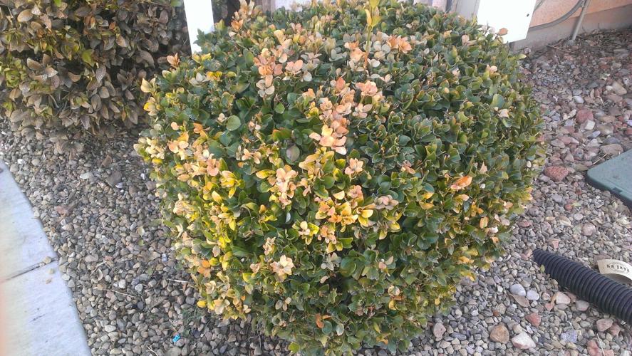 Maintaining plants, shrubs after December’s frost | Education ...