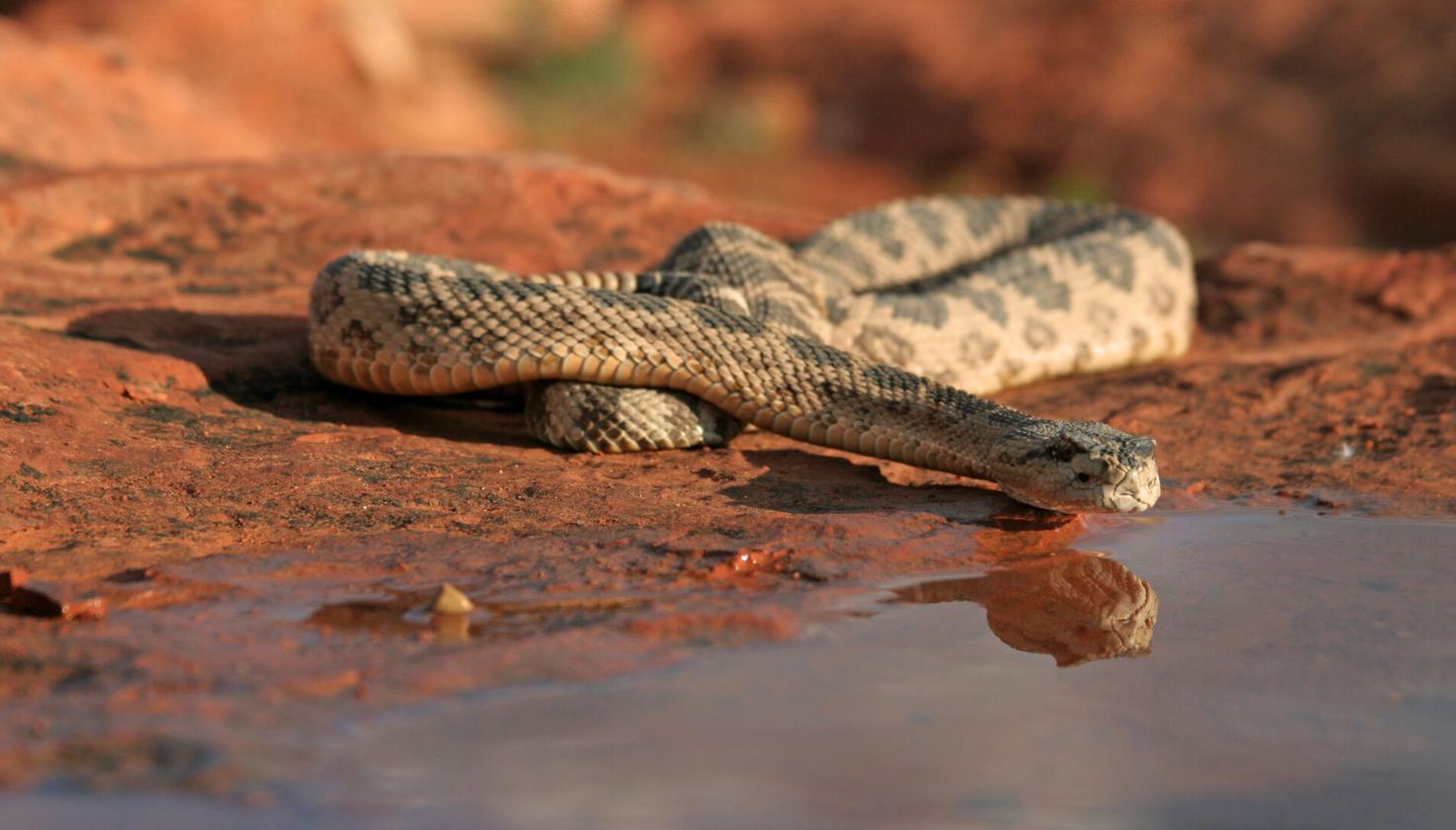 What to know about rattlesnakes in Utah and how to stay safe | Life ...