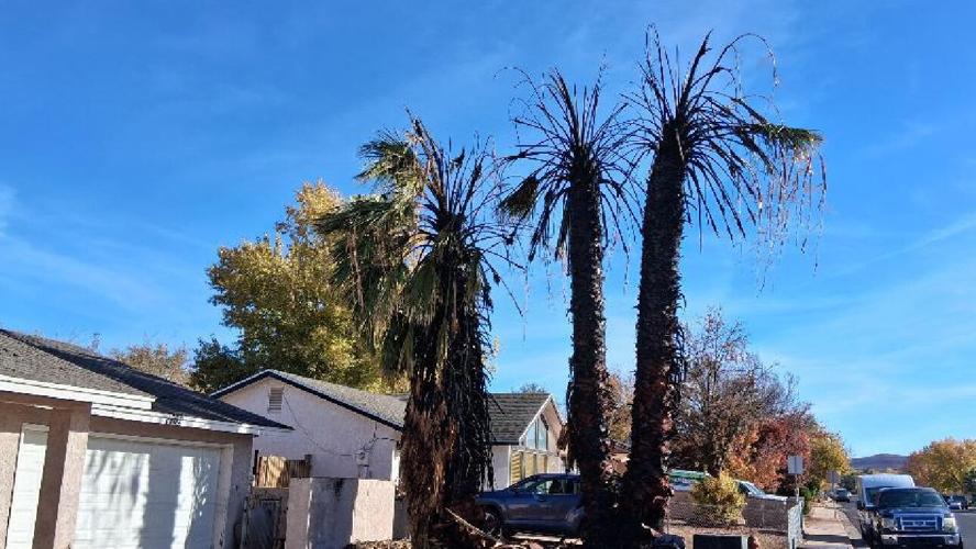 Quick-spreading palm tree fire sends sparks, flames skyward in St ...