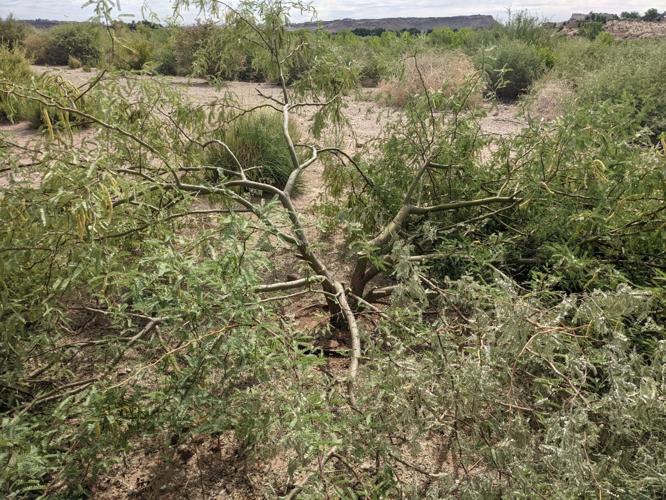 Police seek alleged vandals who cut down trees along Mayor’s Loop Trail ...