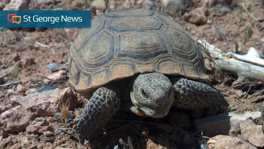 Fire official warns Red Cliffs Desert Reserve committee of potentially ...