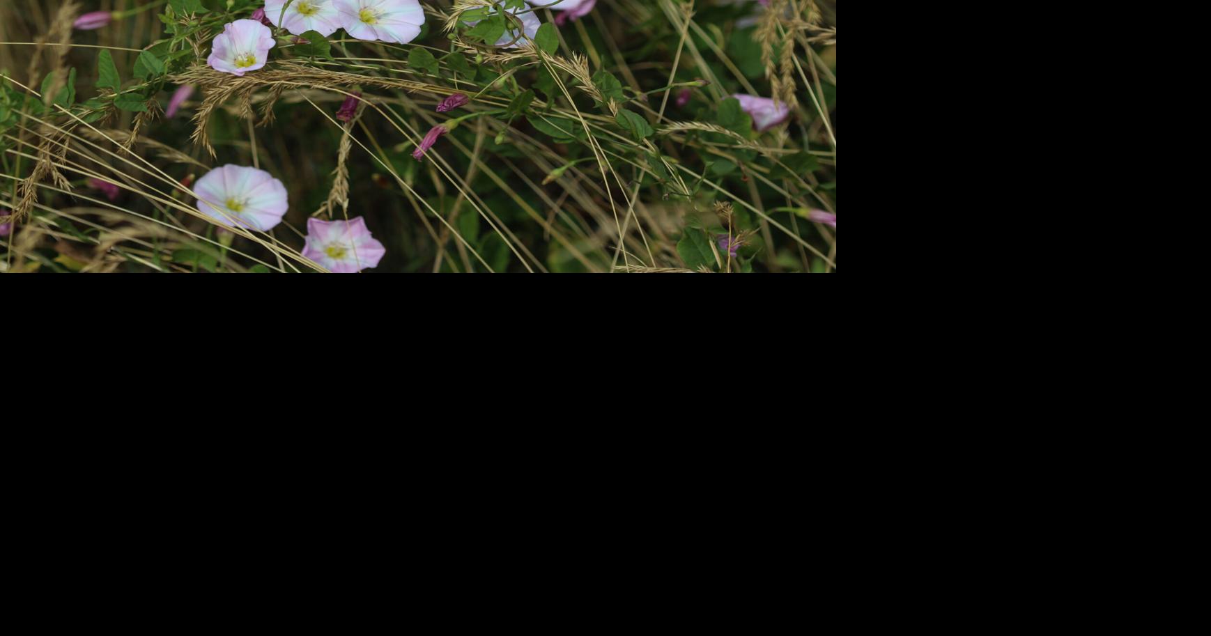 Tips for managing this drought-tolerant, fast-growing weed ...