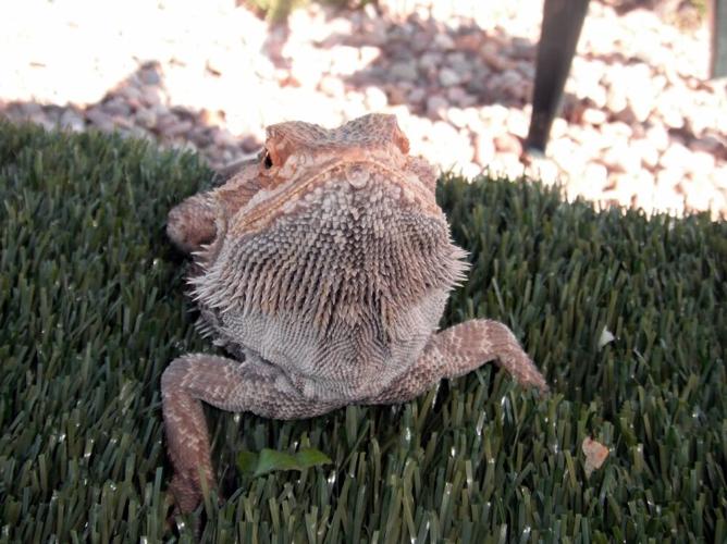 SunRiver Pet Festival aims to support new county animal shelter | Life ...