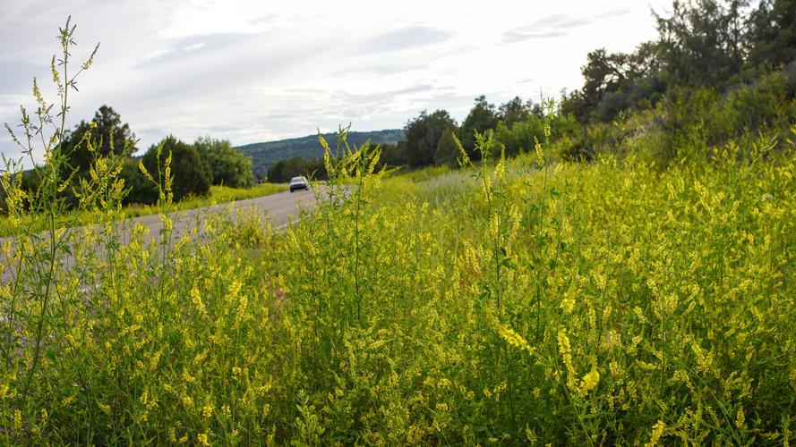 Photo gallery: It’s not too late to stop and smell the Southern Utah ...