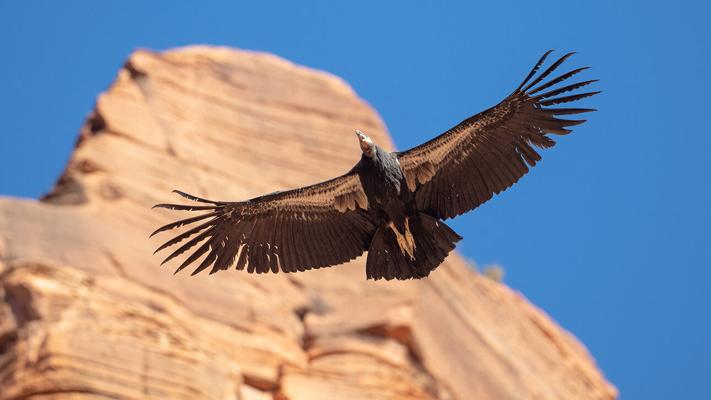 'Curious and clumsy and goofy': Staff and volunteers remember Zion's ...