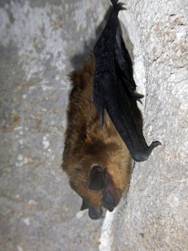 How can Southern Utahns prevent conflicts with bats? | Local News ...