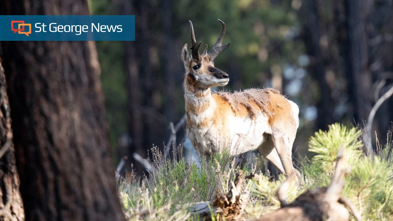 Feds push 'meager' 3-week public comment on Roadless Rule repeal; what ...