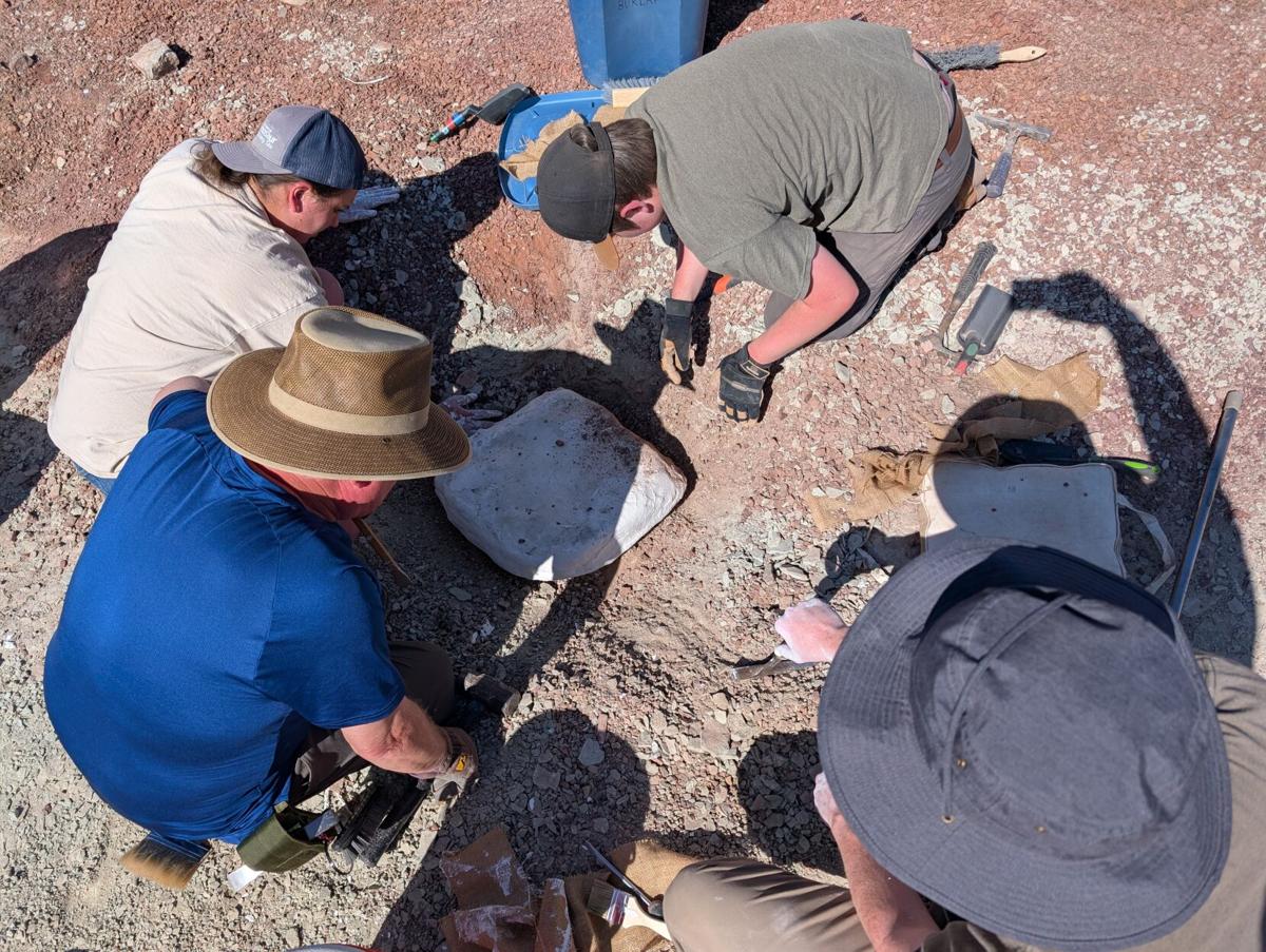 Unearth ancient secrets at St. George Dinosaur Discovery Site's 'Fossil ...