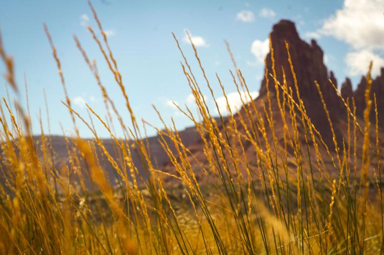 How unconventional crops could save water — and reshape Utah farming ...