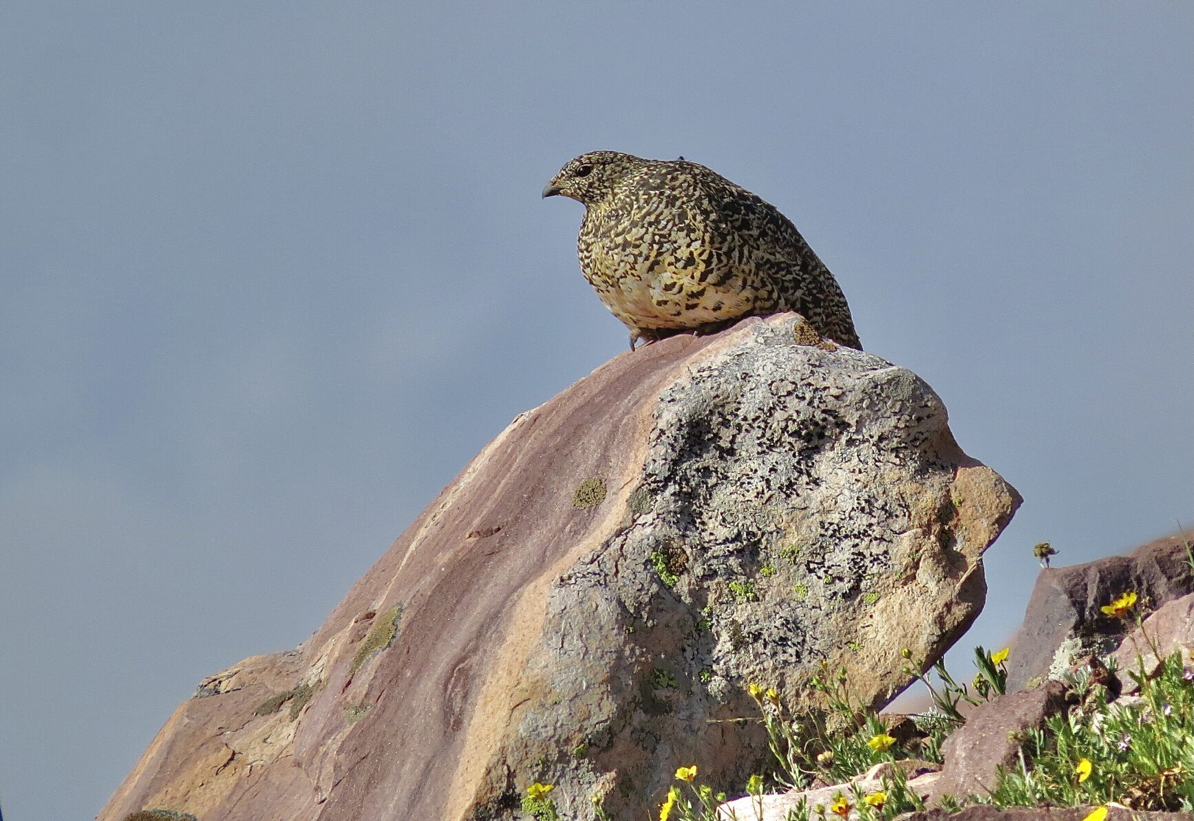 Hey 'birders,' here's a chance to help Utah biologists gather data for ...