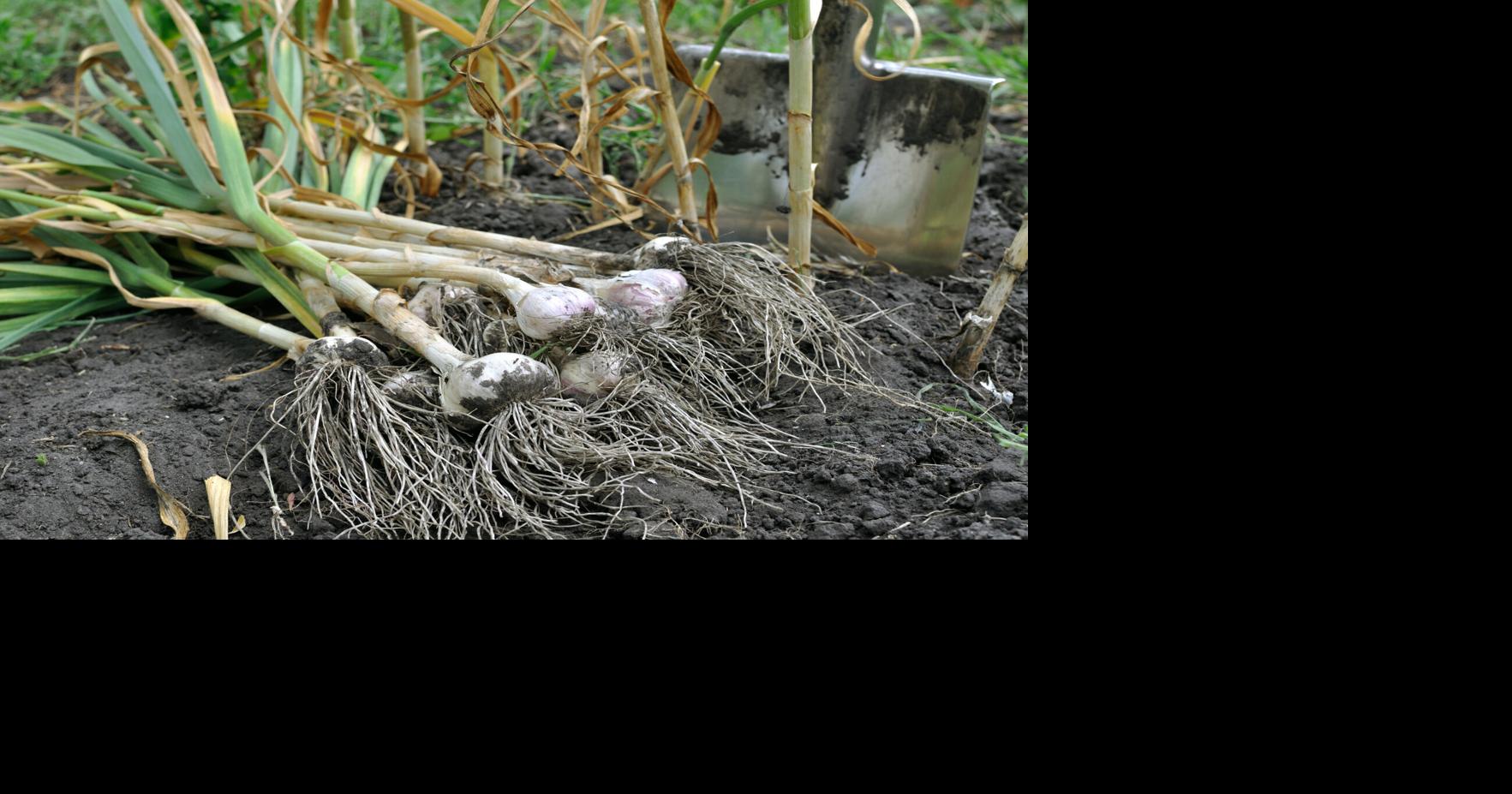 Maximize your Southern Utah garden’s potential after garlic harvest ...