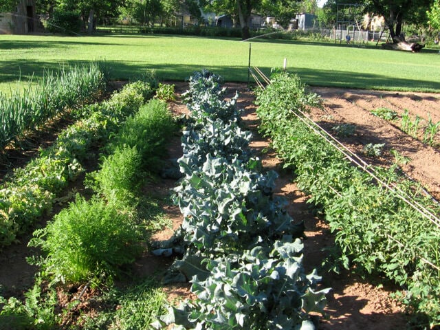 Rex’s Tips for a flourishing tomato production | Home and Garden ...