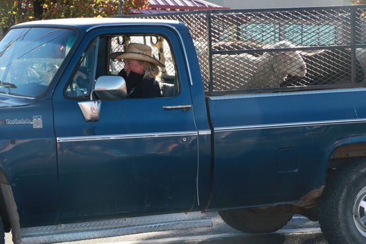 Hundreds of sheep parade down Cedar’s Main Street during livestock ...