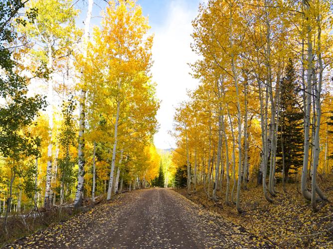 Will Southern Utah's fall colors be dampened by a dry summer? A ...