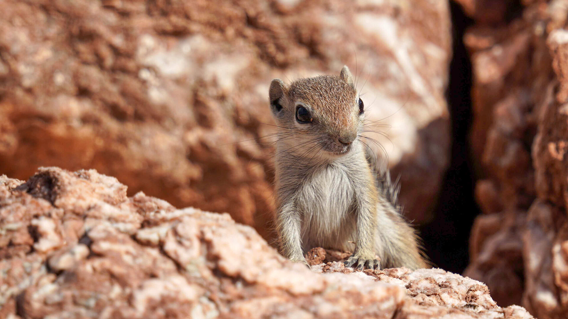 Love them or hate them: Squirrel Appreciation Day is coming up | Life | stgeorgeutah.com
