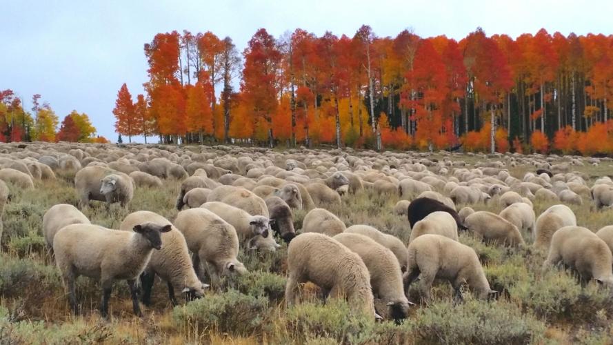 Sheep parade to highlight livestock festival; 12th annual event also ...