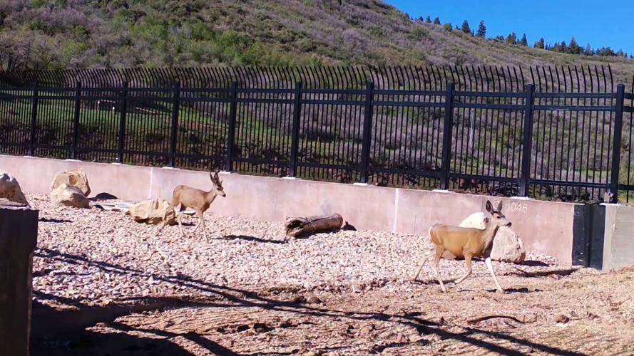 State wildlife, road officials work to keep deer, motorists safe with ...