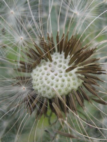 Allergy season blooms early in Utah’s Dixie, pollen peaks, particulars ...