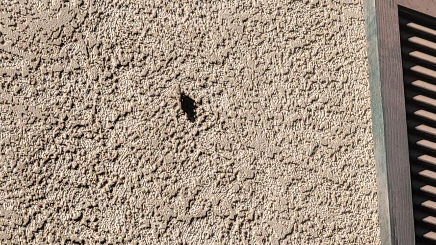 They’re back: Grasshoppers once again invade southern Utah and Nevada ...