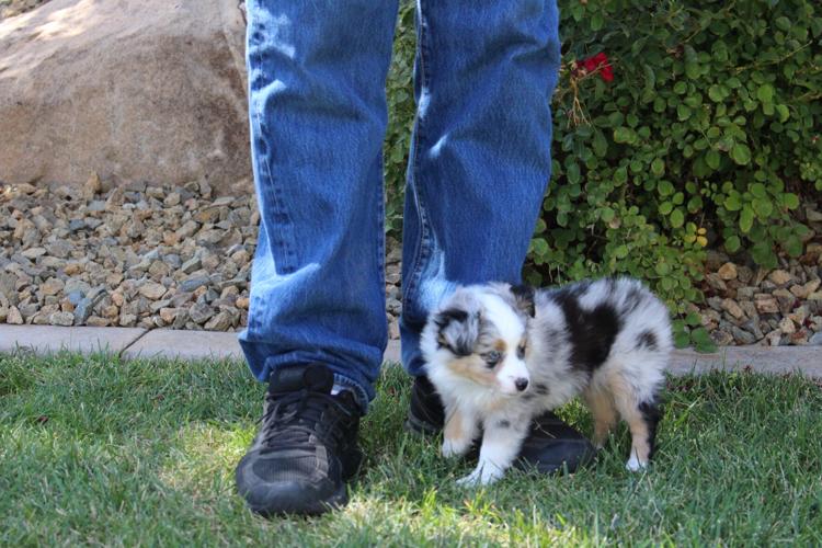 Young St. George cancer survivor gets wish for fur baby granted | Local ...