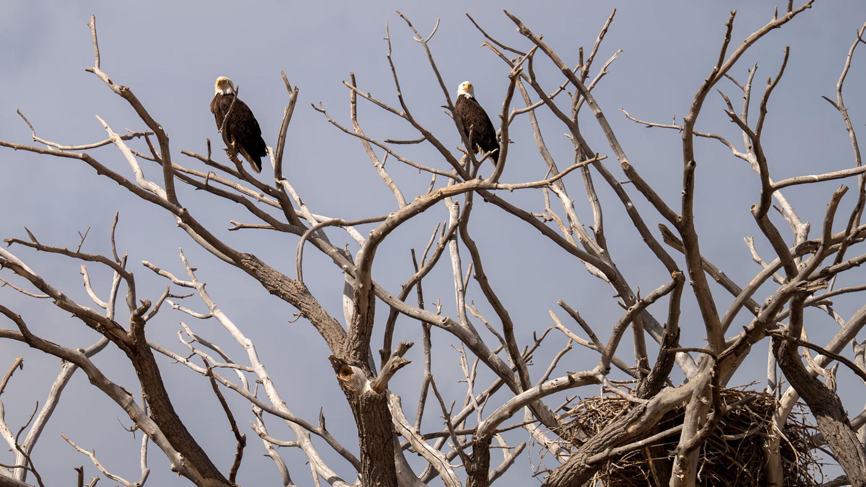 Grass, eagles and 'stagnant mud': Cedar City's Iron West Park is a work ...