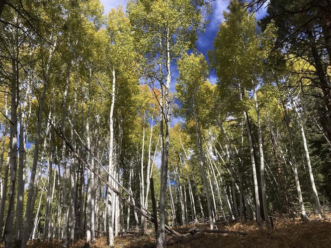 Insect infestation threatens Arizona’s aspen trees | Local News ...