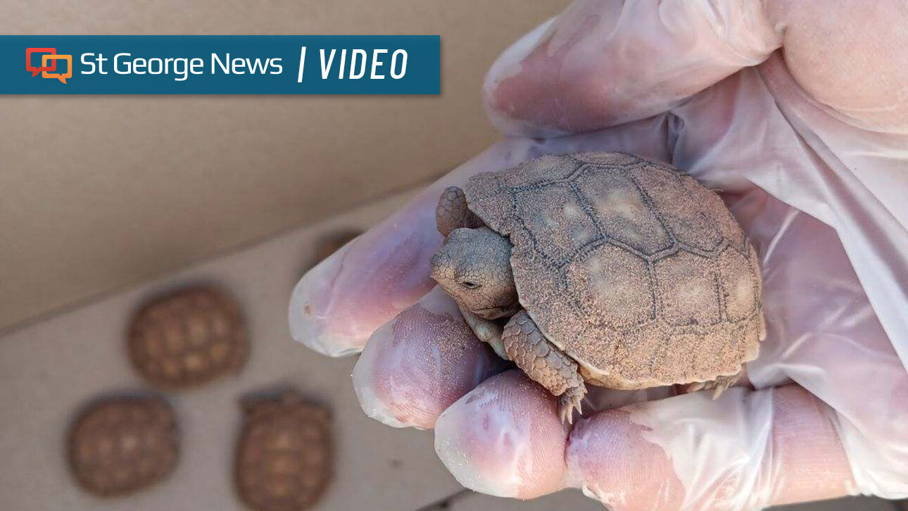 'Really sensitive and incredibly cute:' See St. George discovery center ...
