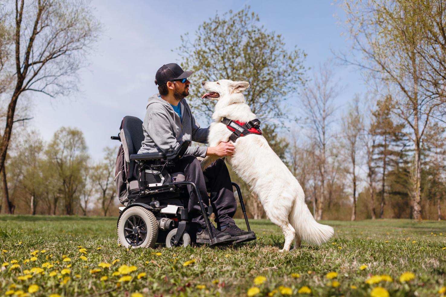 Abuse of service animals could become a felony under new Utah bill ...